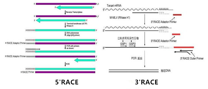 基因RACE全长基因克隆技术服务项目合作外包 - genebreed-凯益生物/进潮科技